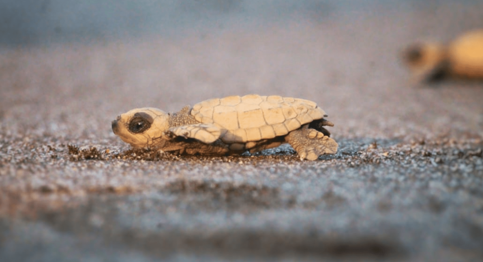 M2M Ferries - Our Experience - RORO Ferry Online Booking & More